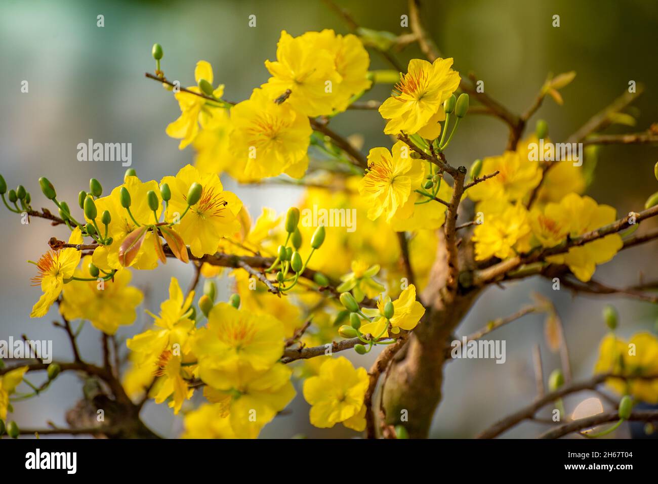 Yellow Apricot Flower blooming in spring season Stock Photo - Alamy