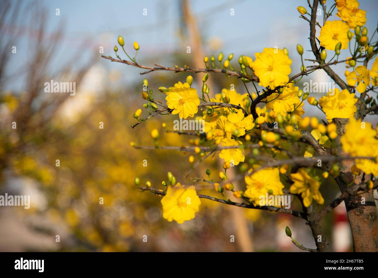 Apricot color flower hi-res stock photography and images - Alamy