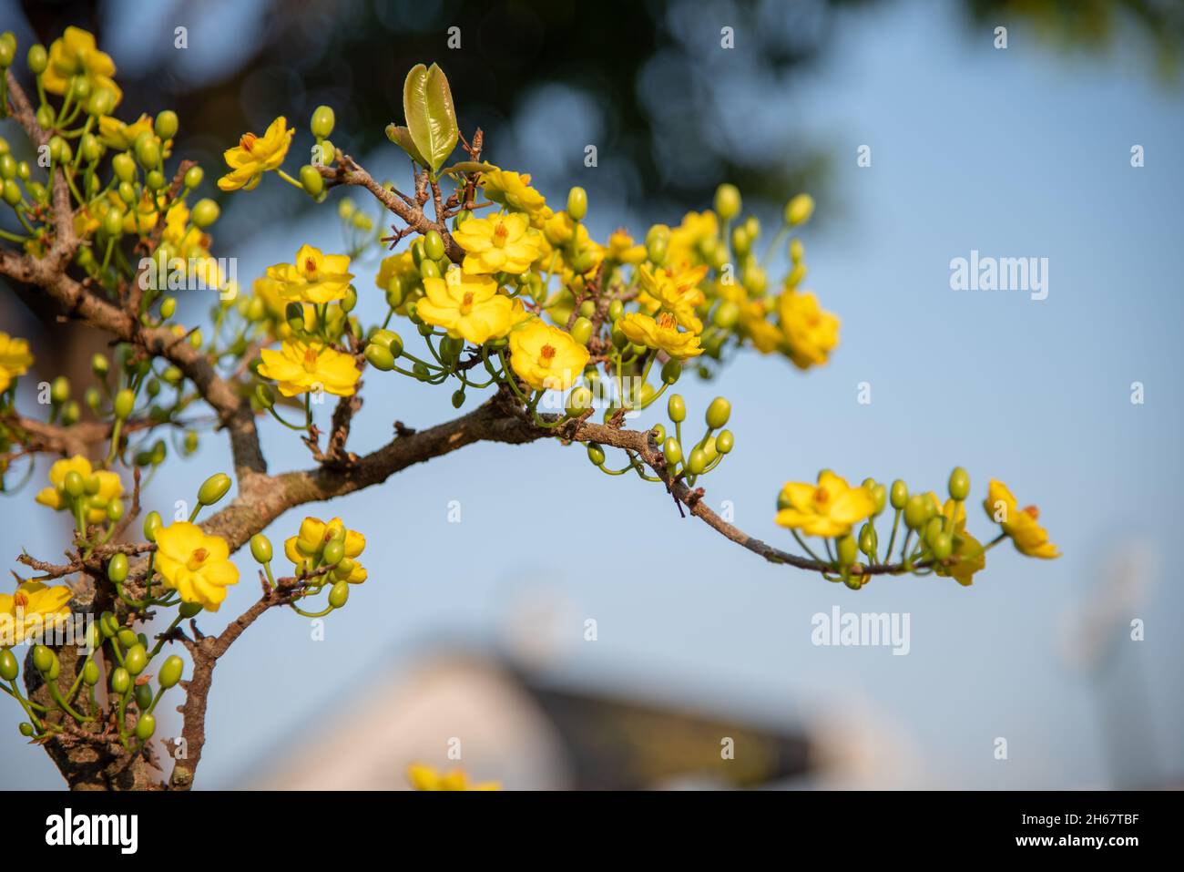 Yellow apricot flower hi-res stock photography and images - Alamy