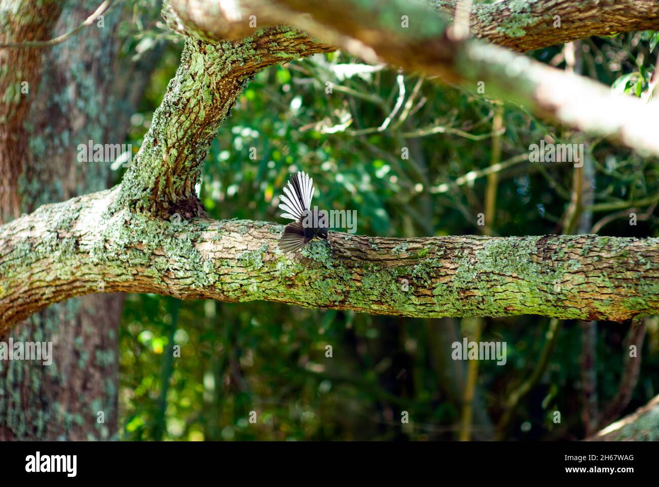 Fantail bird hi-res stock photography and images - Alamy