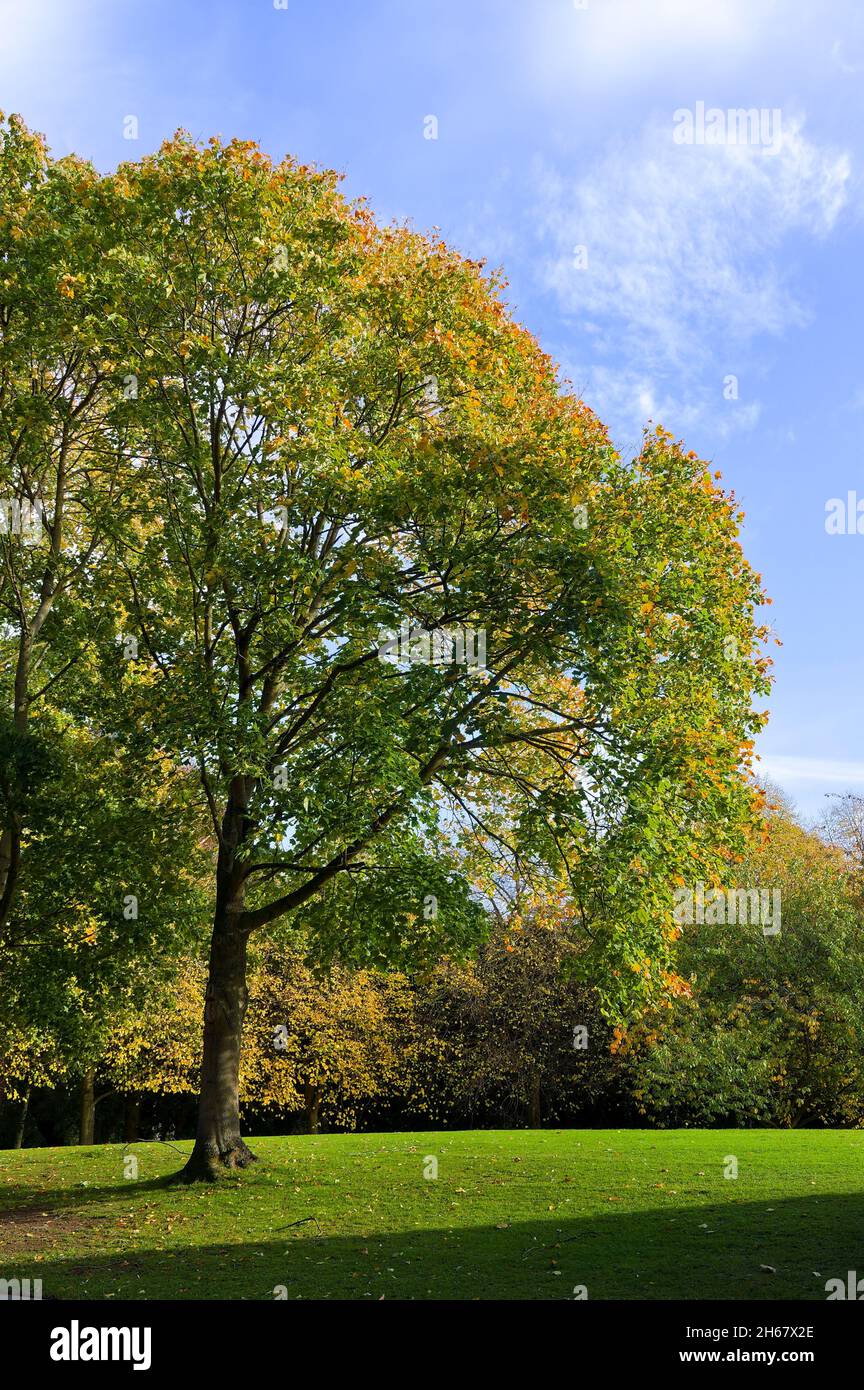 Tree with leaves turning yellow hi-res stock photography and images - Alamy