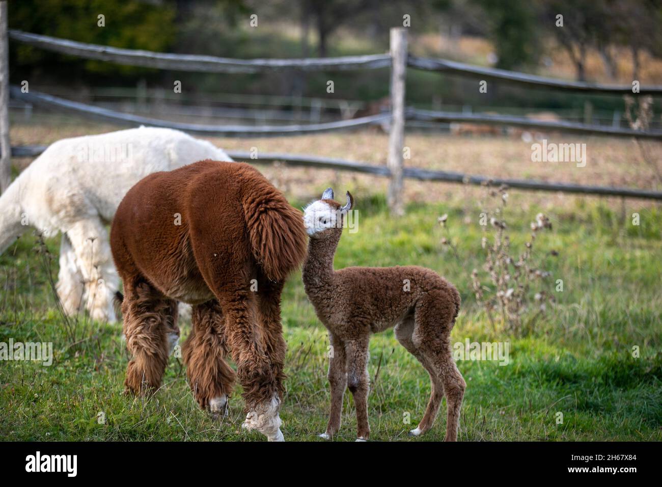 A beautiful shot of cute three llamas on a lawn Stock Photo - Alamy