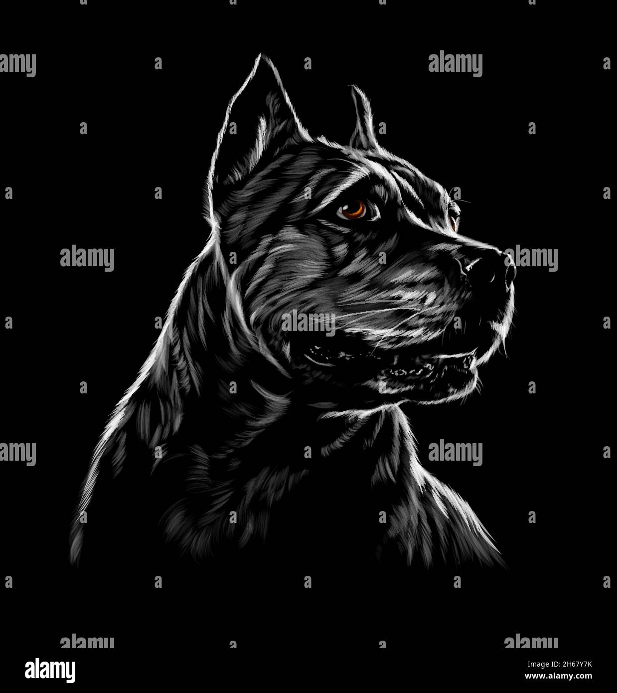 American Pit Bull Head Portrait, staffordshire terrier on black ...