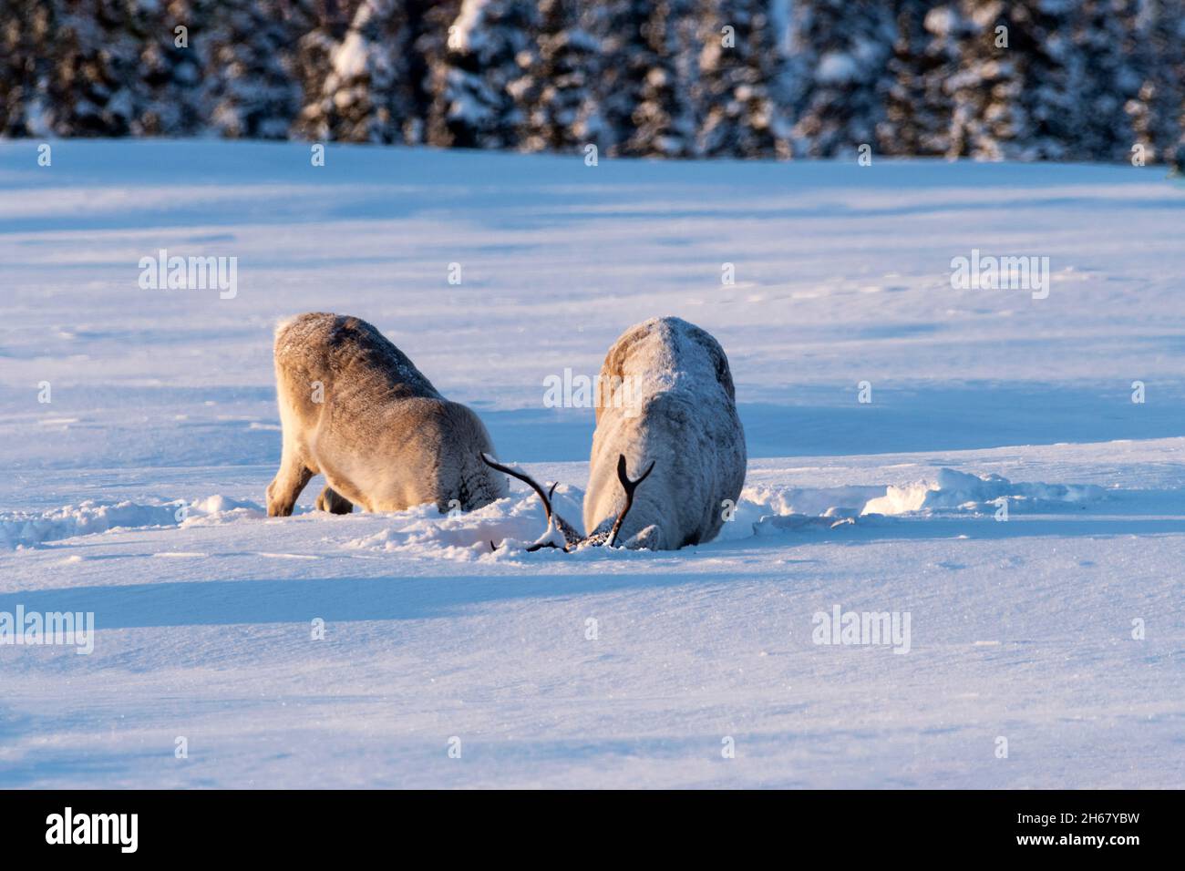 Arctic Caribou In Snow