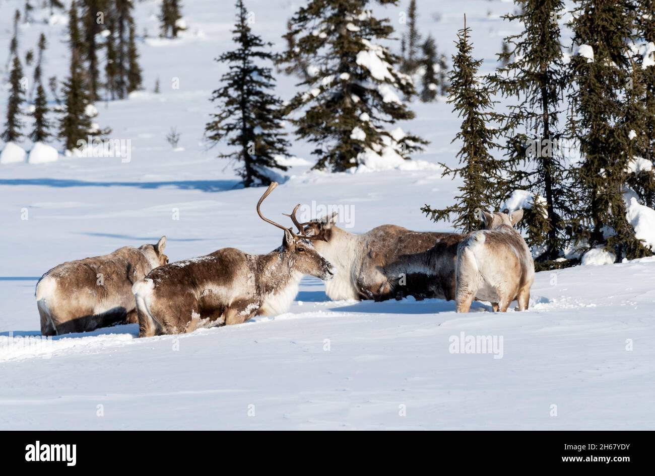 Alaska caribou winter hi-res stock photography and images - Alamy