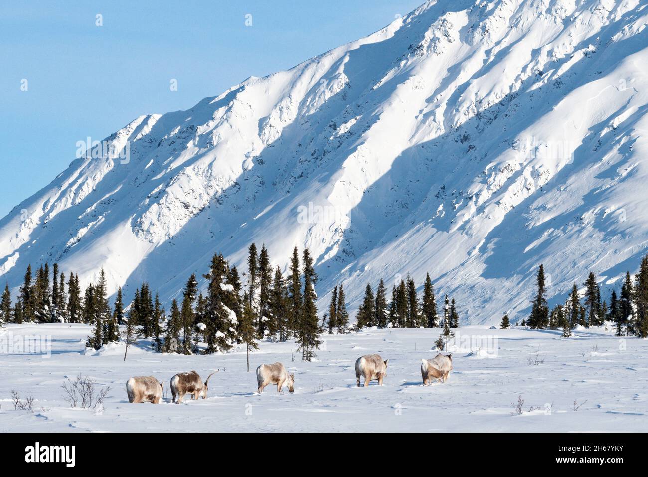 Alaska caribou winter hi-res stock photography and images - Alamy