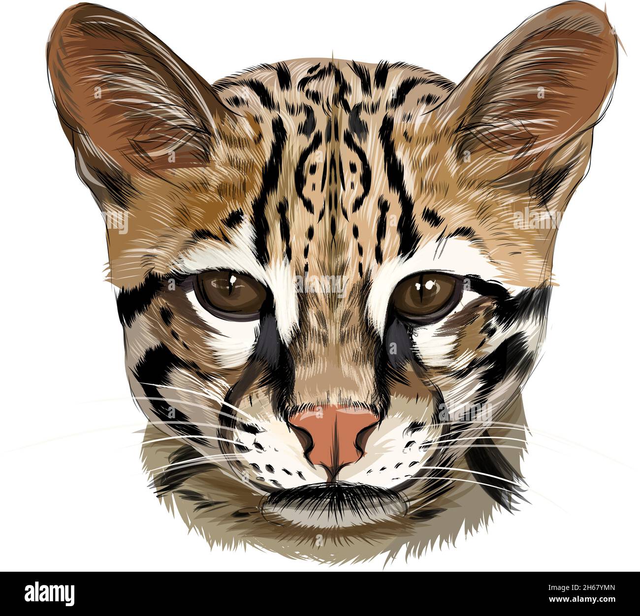 Ocelot Cat Drawing