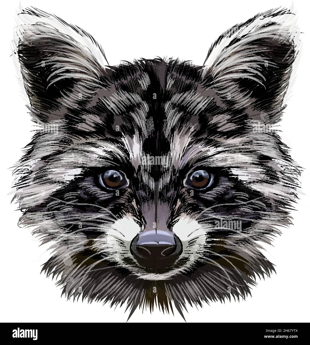 How To Draw A Realistic Raccoon