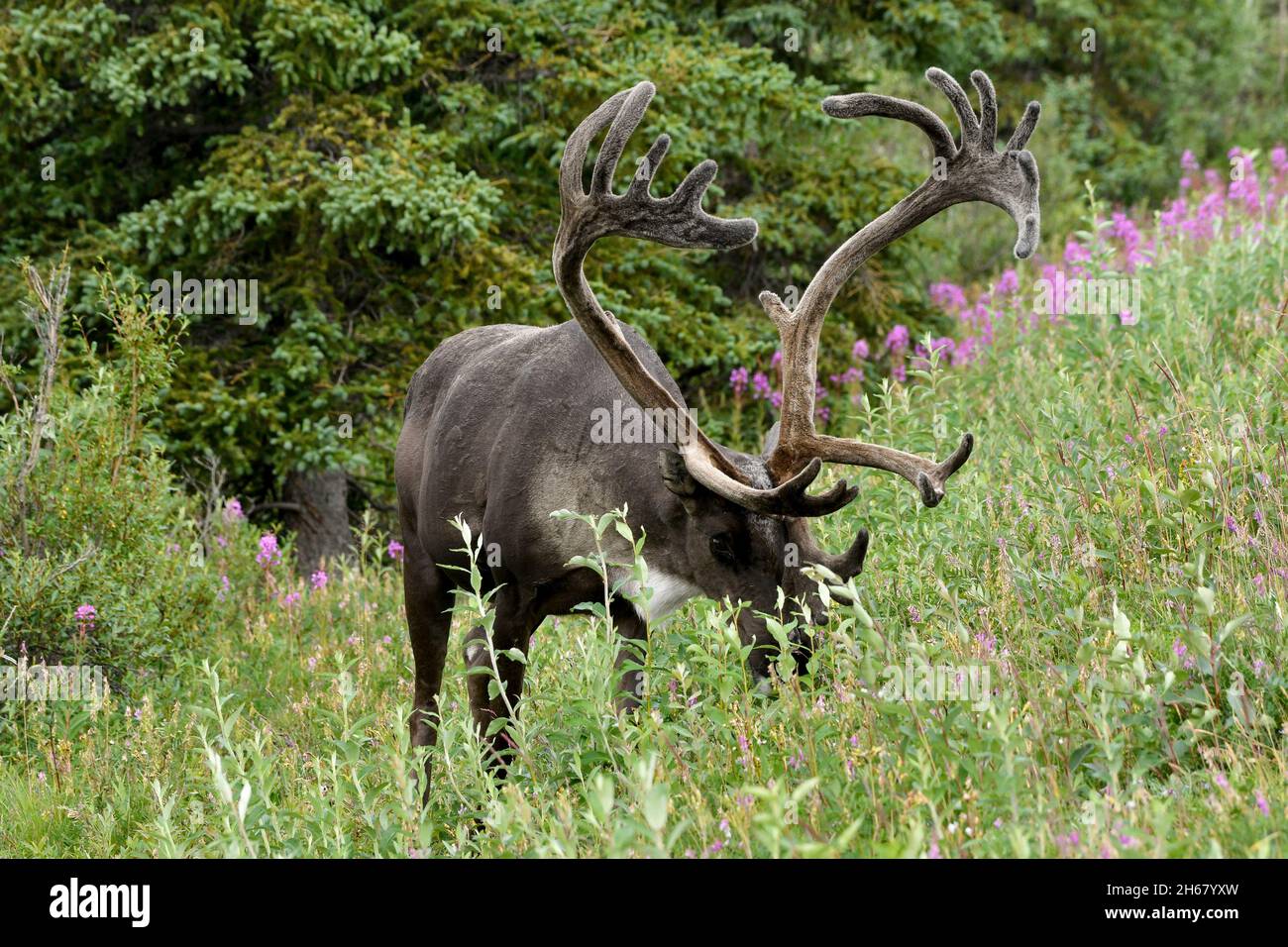 North America; United States; Alaska; Wildlife; Mammals; Caribou ...