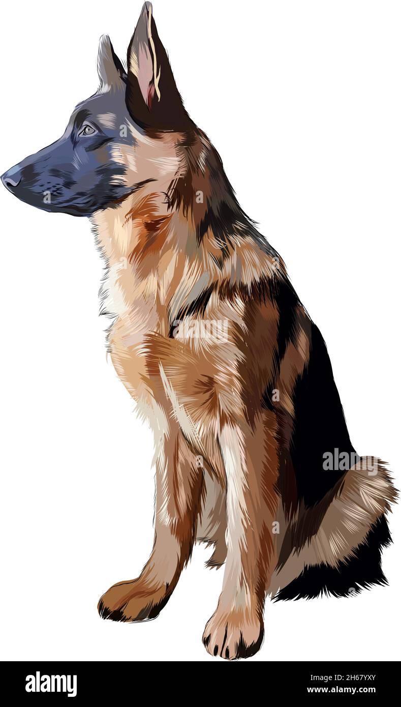 German shepherd dog sitting, color drawing, realistic. Vector ...