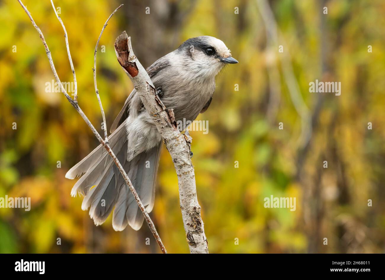 North America; United States; Alaska; Brooks Range; Autumn; Wildlife ...