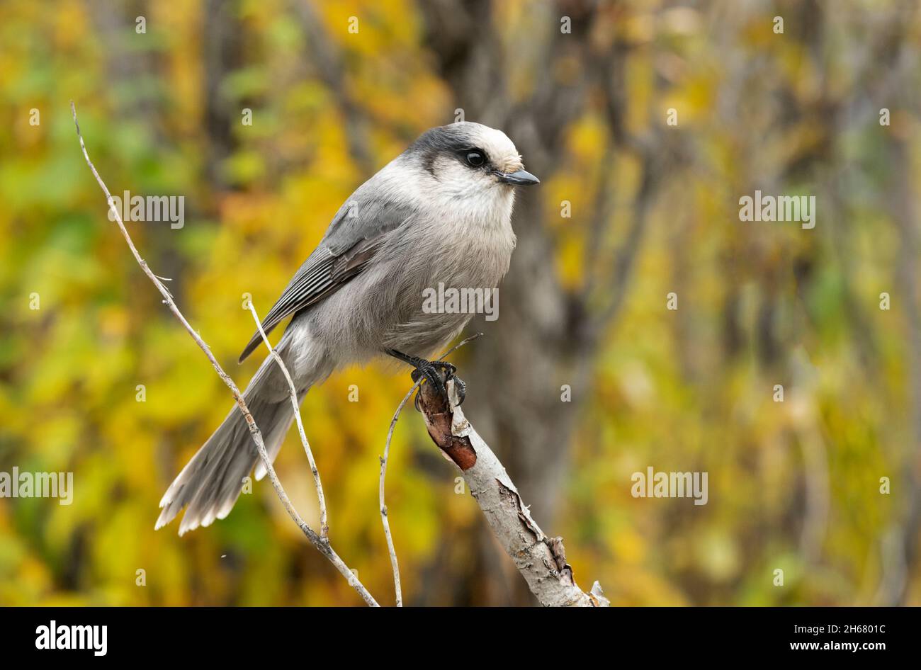 North America; United States; Alaska; Brooks Range; Autumn; Wildlife ...