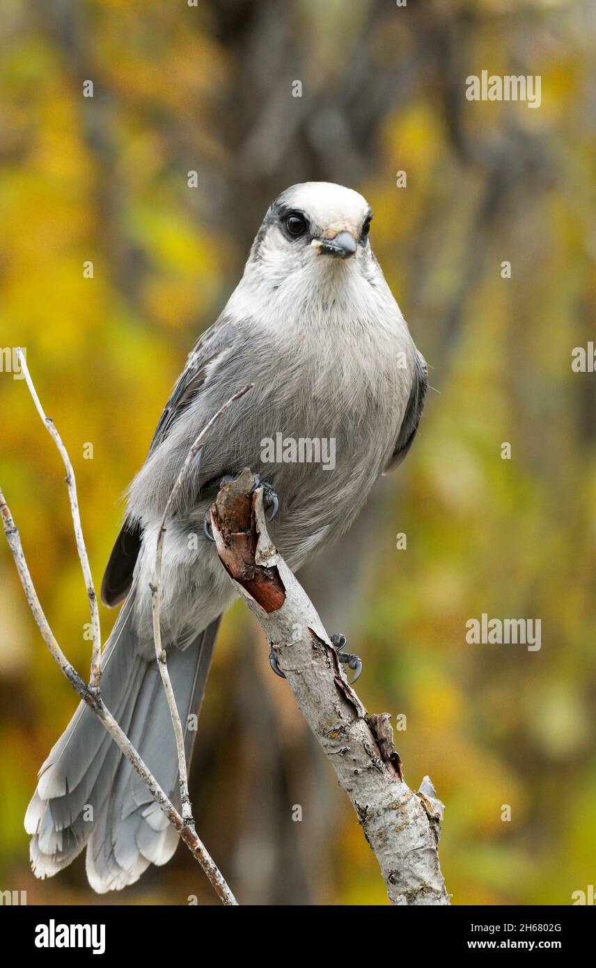North America; United States; Alaska; Brooks Range; Autumn; Wildlife ...