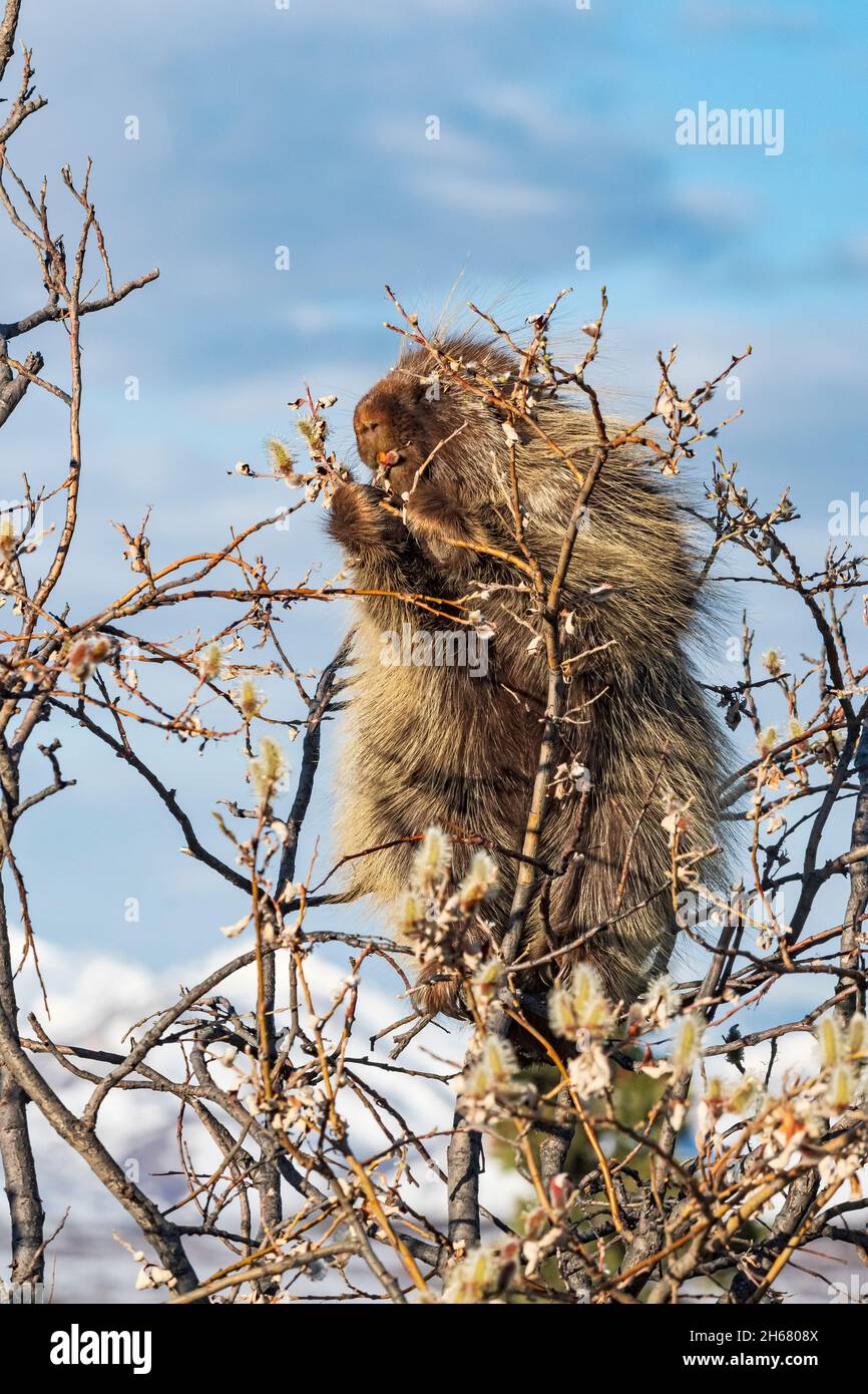 North America; United States; Alaska; Interior; Wildlife; Mammals ...