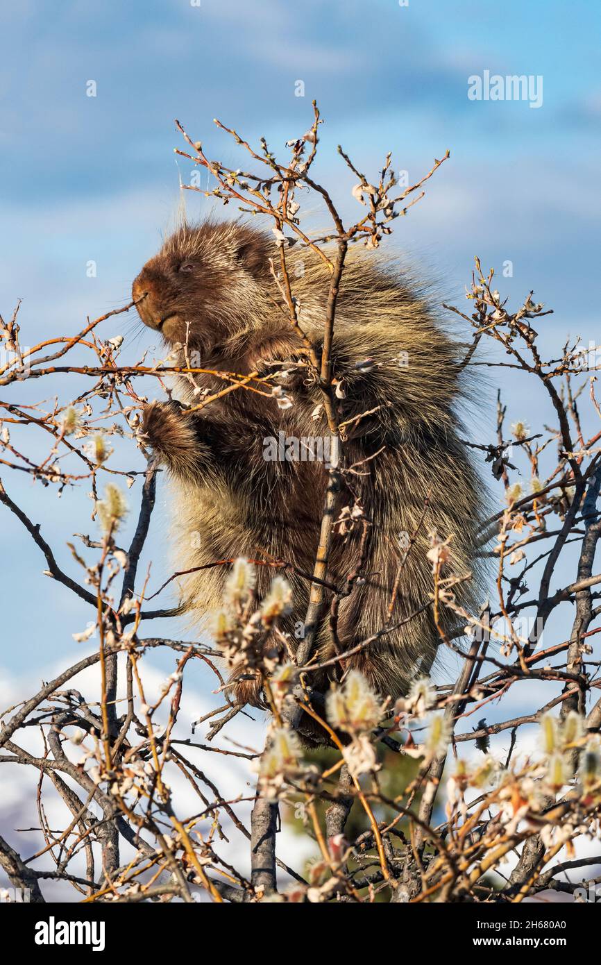 North America; United States; Alaska; Interior; Wildlife; Mammals ...