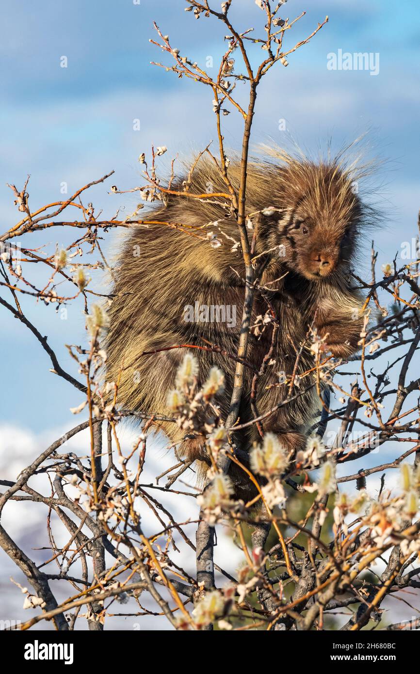 North America; United States; Alaska; Interior; Wildlife; Mammals ...