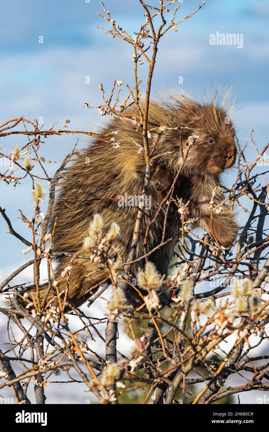 North America; United States; Alaska; Interior; Wildlife; Mammals ...