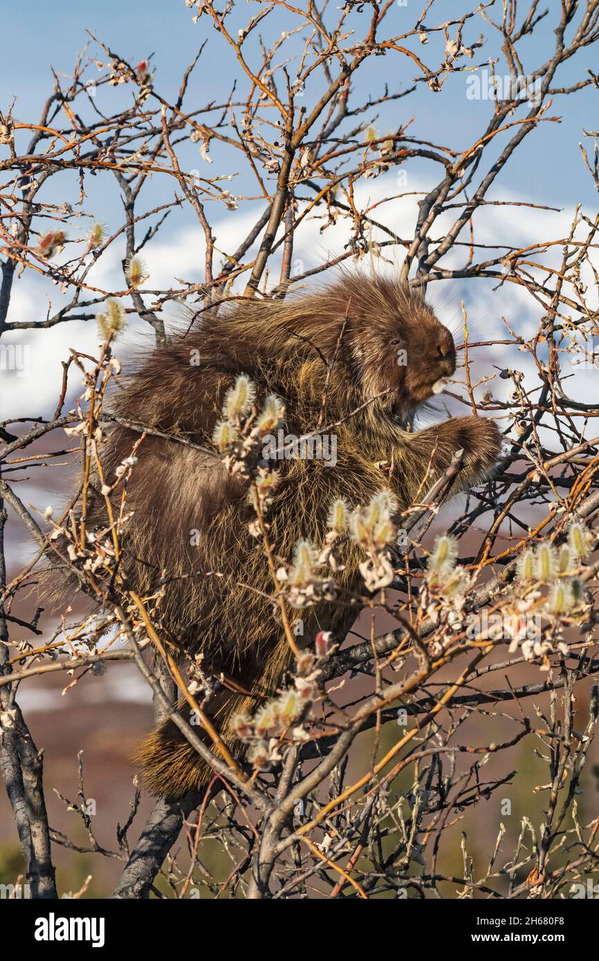 North America; United States; Alaska; Interior; Wildlife; Mammals ...