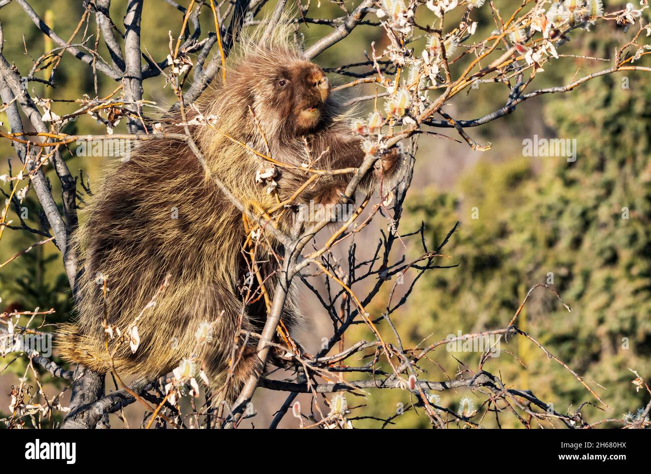North America; United States; Alaska; Interior; Wildlife; Mammals ...