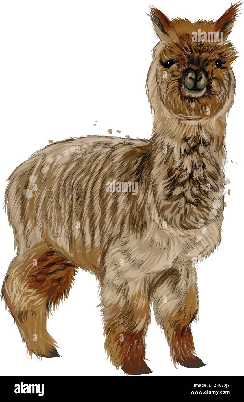 Alpacas Drawing