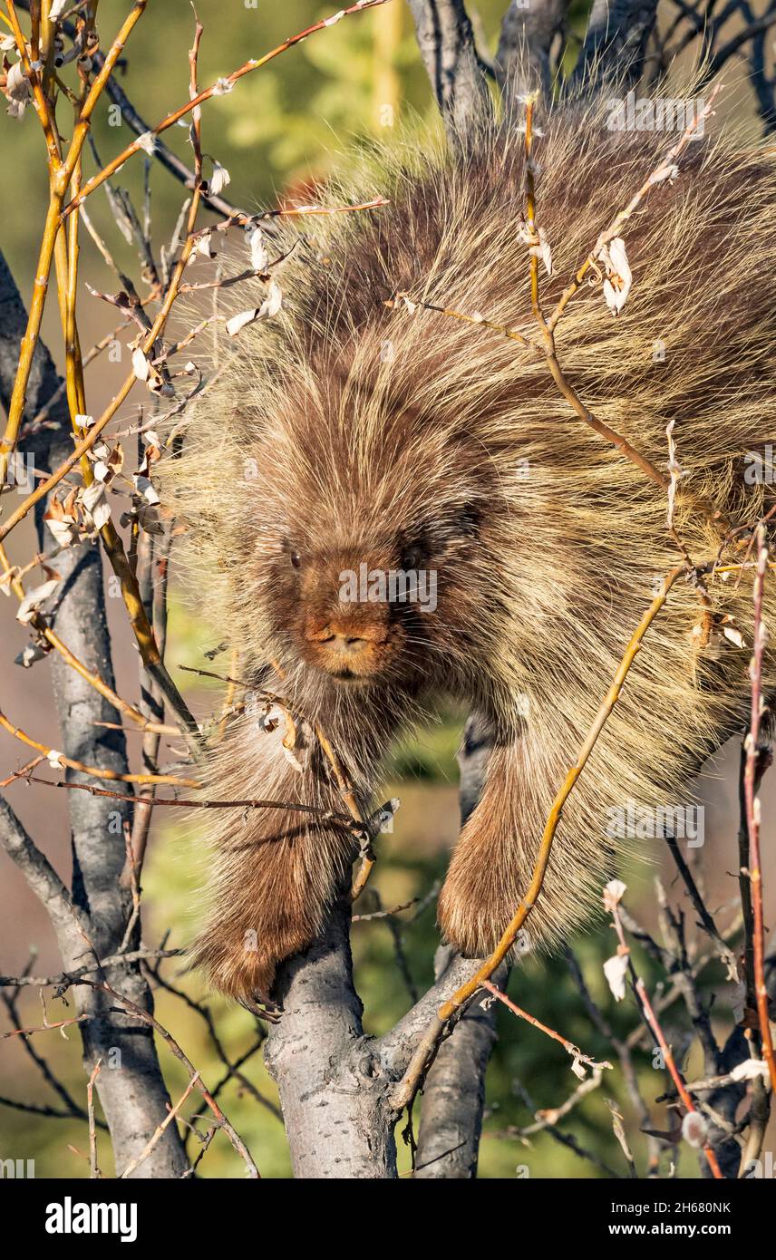 North America; United States; Alaska; Interior; Wildlife; Mammals ...