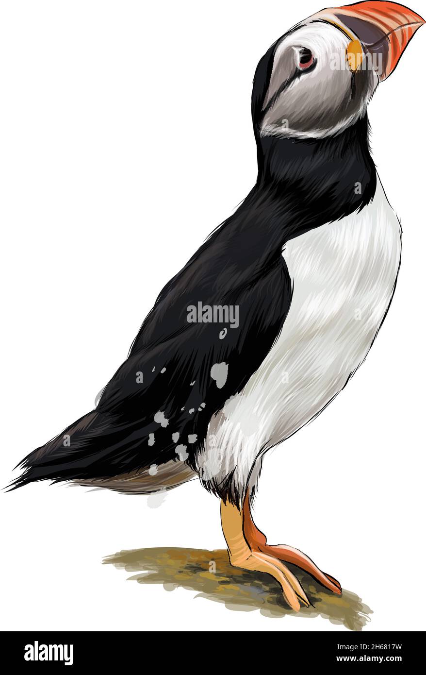 Atlantic puffin bird from multicolored paints. Splash of watercolor ...