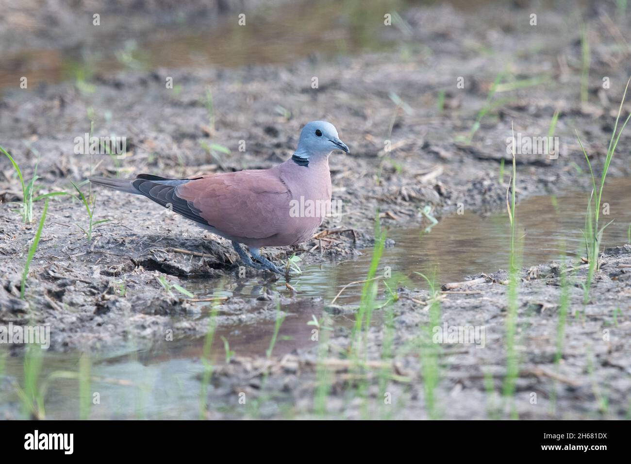 The red collared dove (Streptopelia tranquebarica), also known as the ...