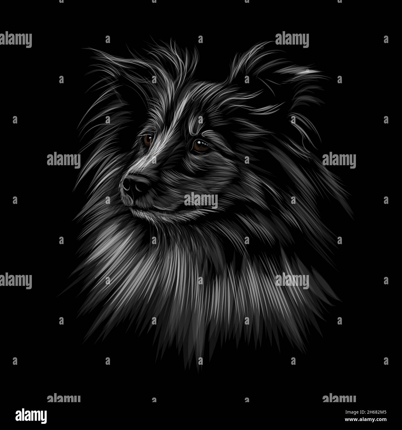 Sheltie head portrait on black background. Vector illustration of ...