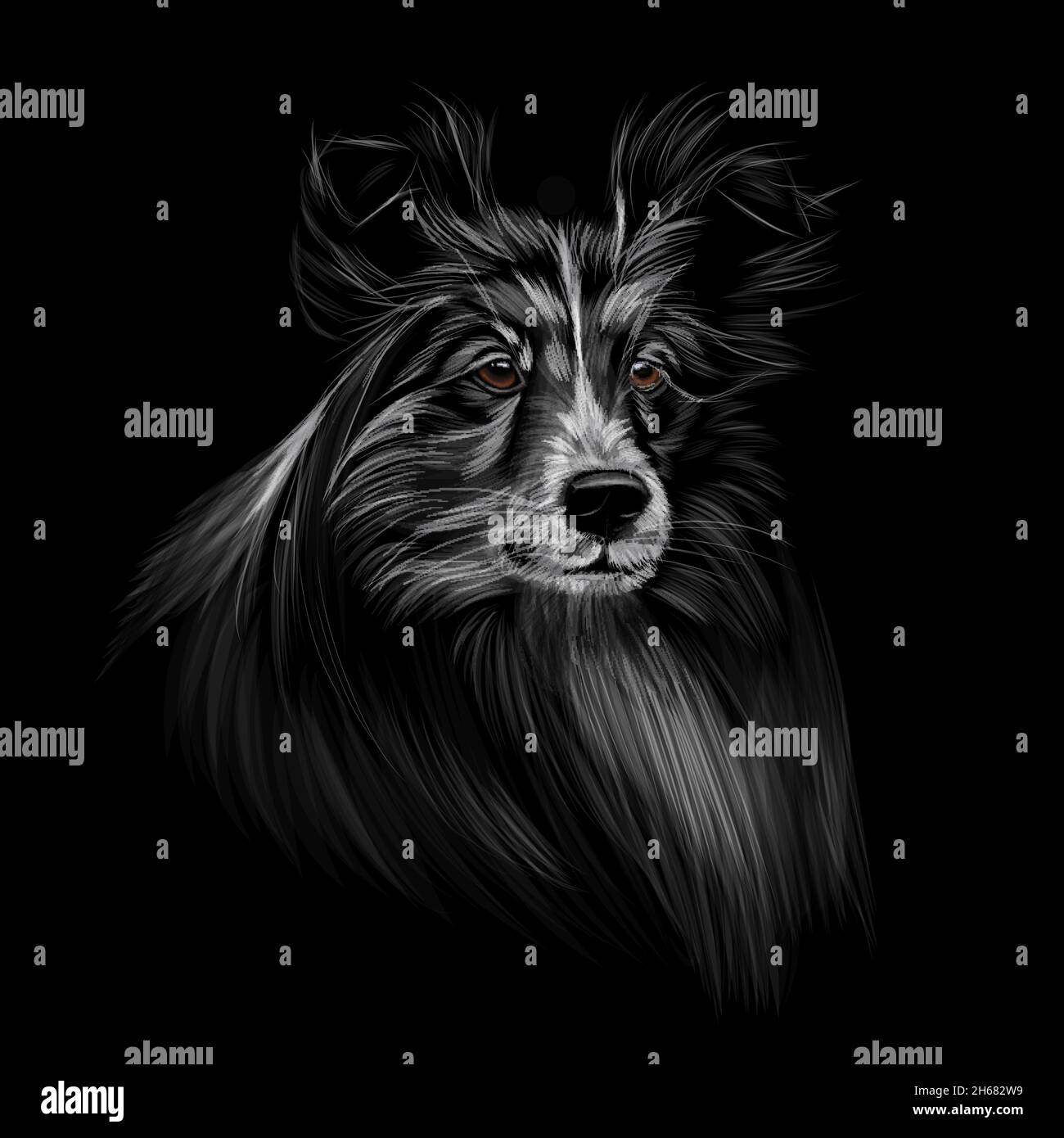 Sheltie head portrait on black background. Vector illustration of ...