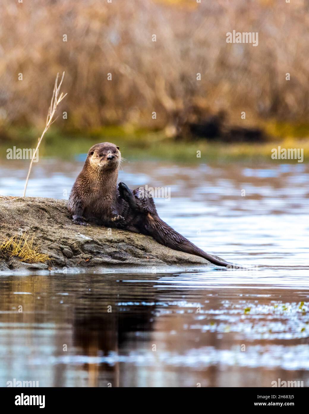 Two otters in grass hi-res stock photography and images - Alamy