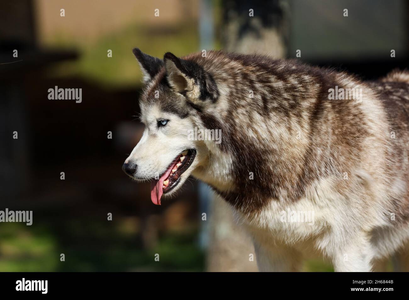 portrait of a beautiful husky dog with blue and brown eyes. High ...