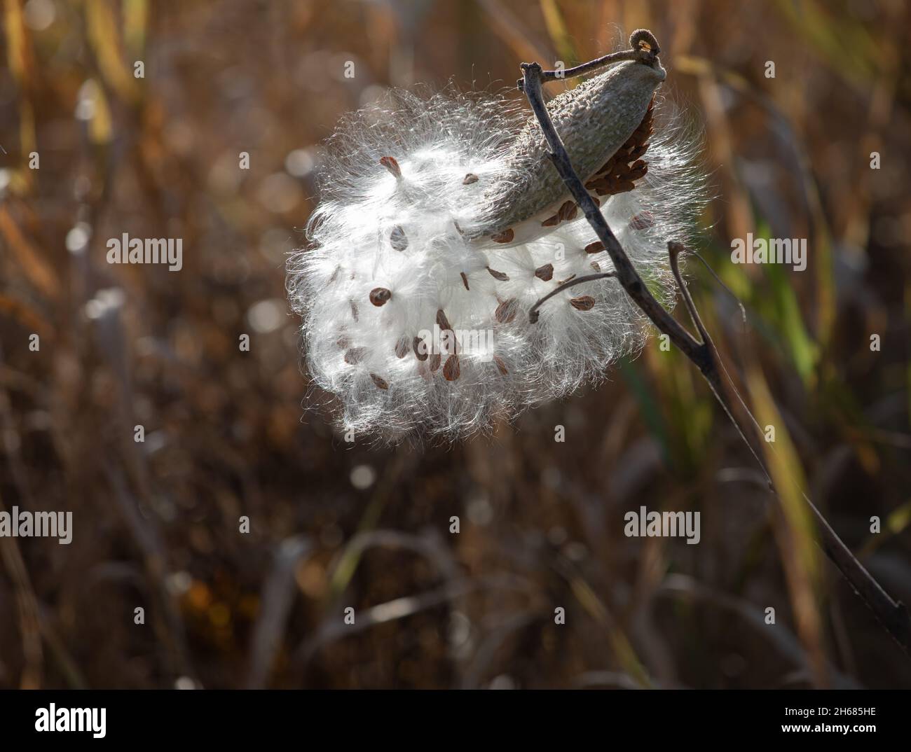 Milkweed pod hi-res stock photography and images - Alamy