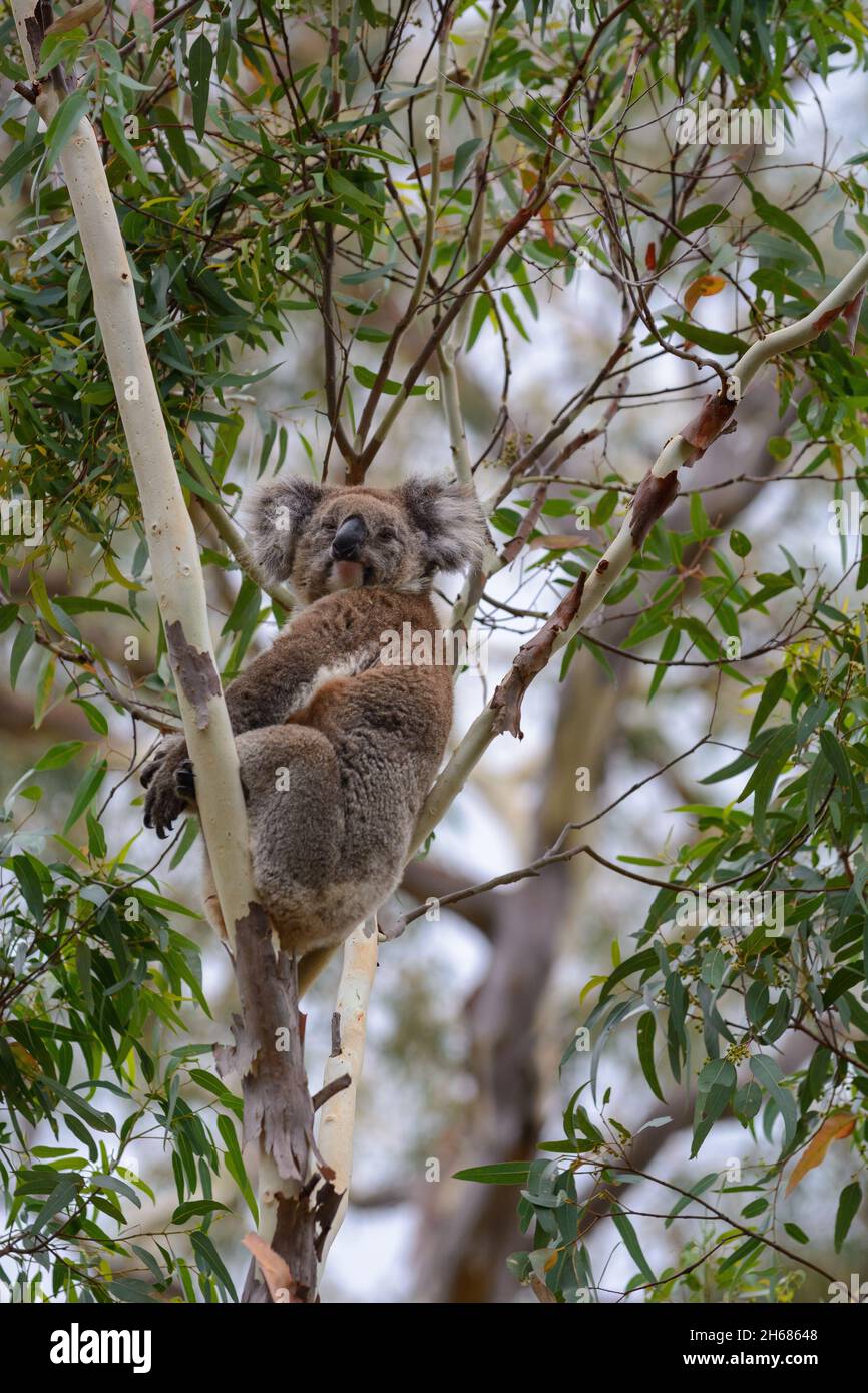 Variety of koala photos Stock Photo - Alamy