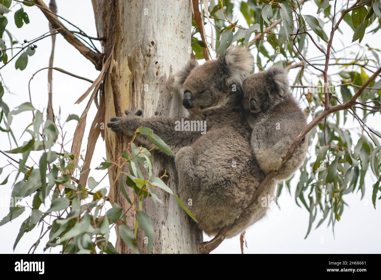 Variety of koala photos Stock Photo - Alamy