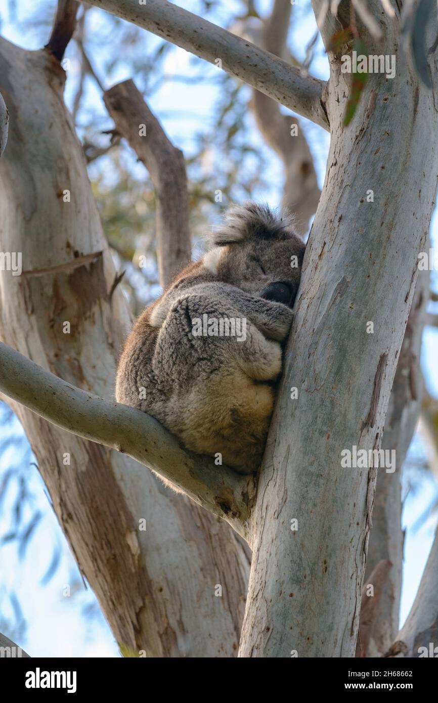Big koala victoria hi-res stock photography and images - Alamy