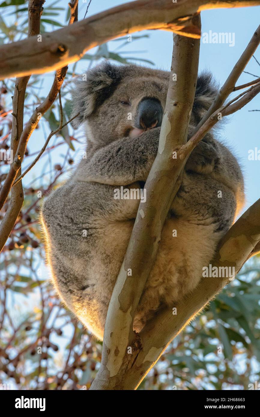 Big koala victoria hi-res stock photography and images - Alamy