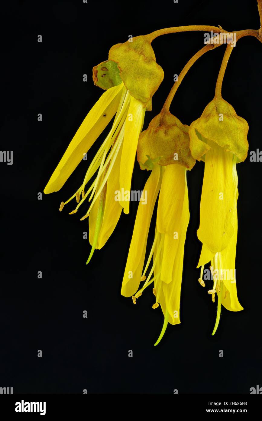 Kowhai in blossom hi-res stock photography and images - Alamy