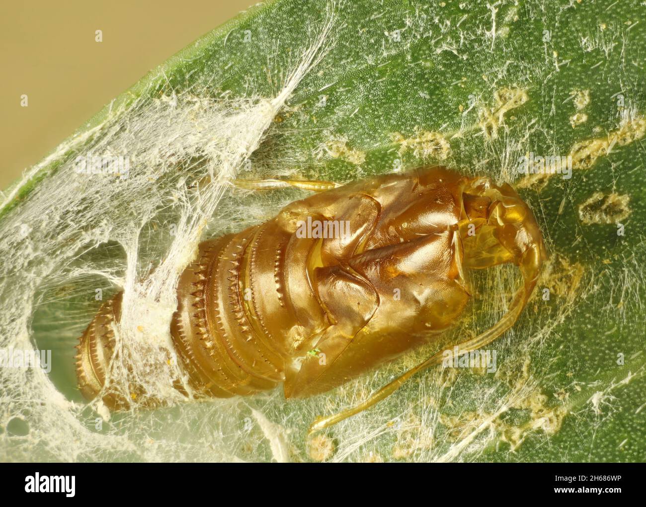 Super macro view of moth pupal case on Coastal Wattle leaf, South ...