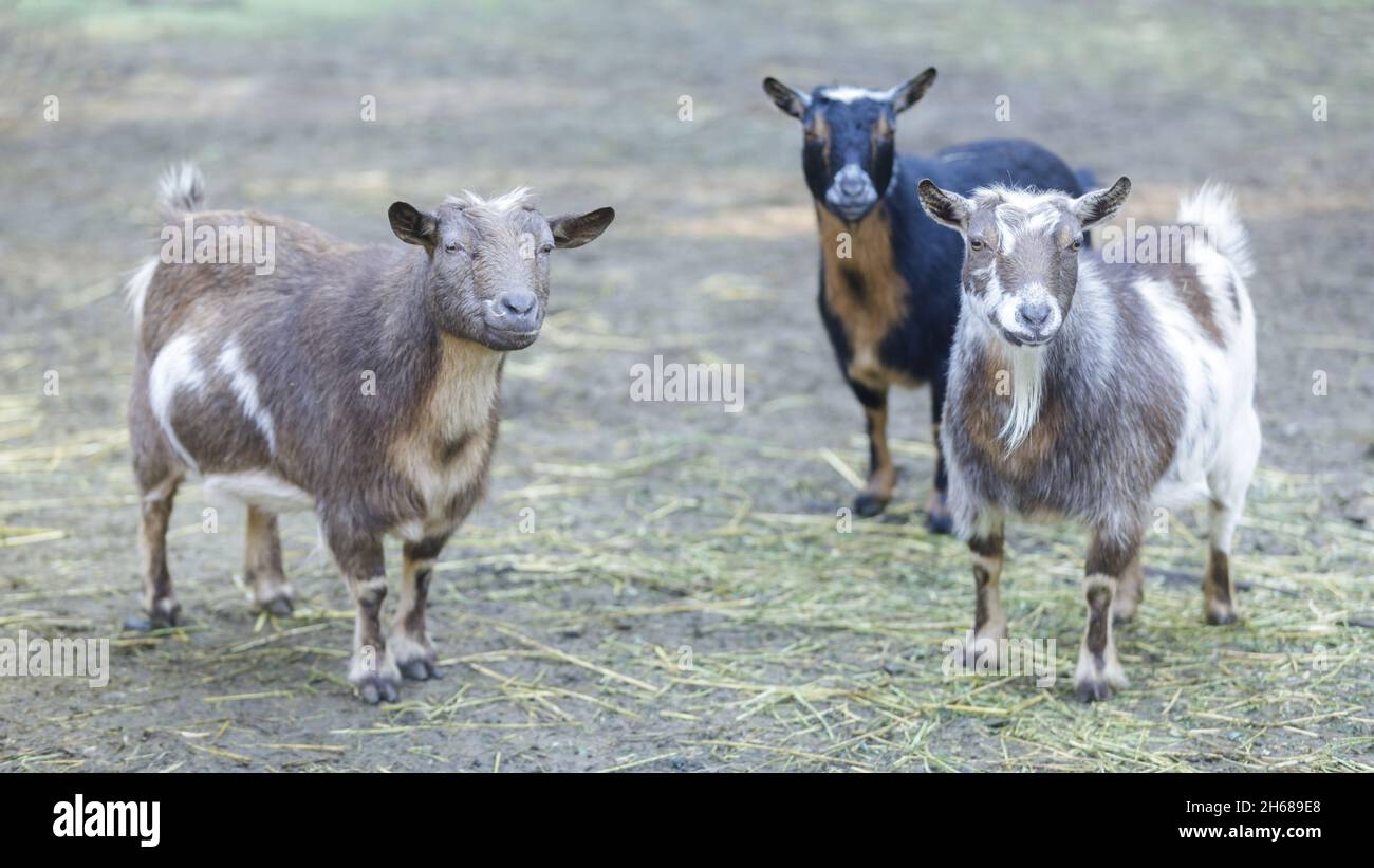 Curious Goats standing in animal pen. Farm in Santa Clara County ...