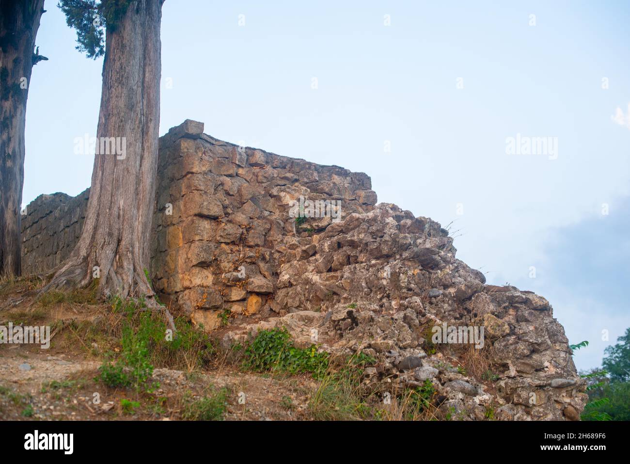 huge trees grow against the destroyed wall Stock Photo - Alamy