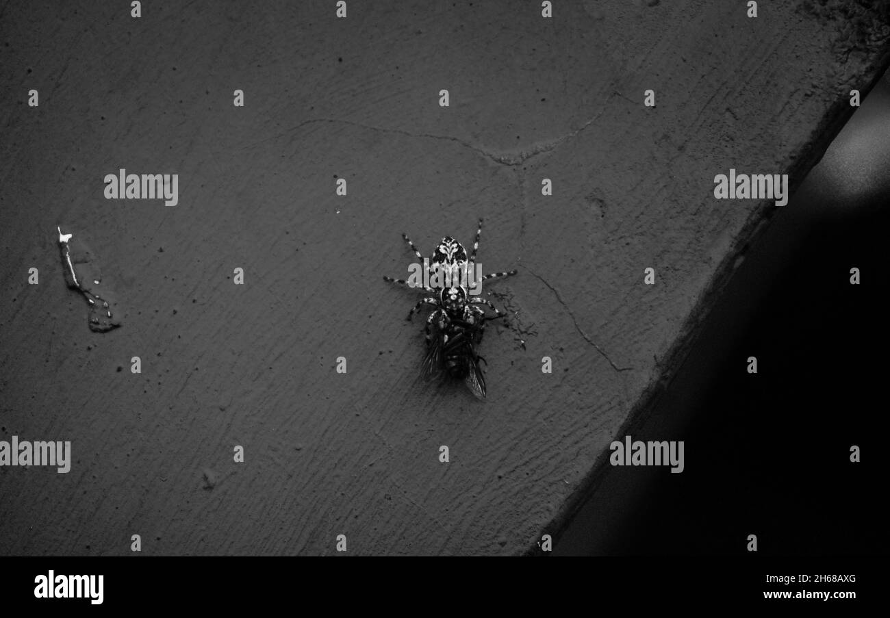 Spider eating its prey Stock Photo - Alamy