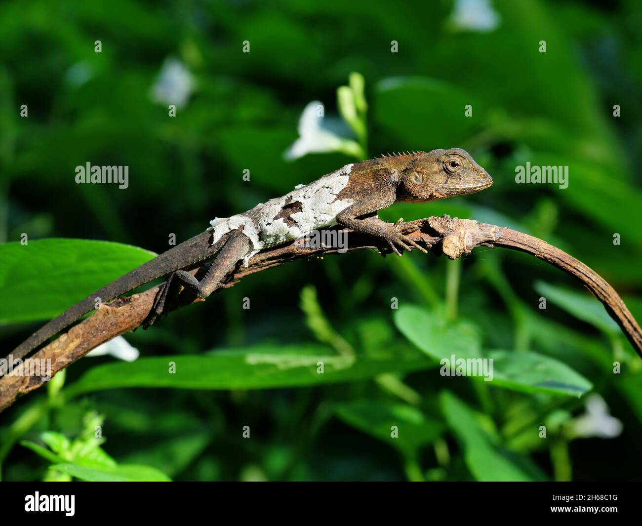 Molting dragon hi-res stock photography and images - Alamy