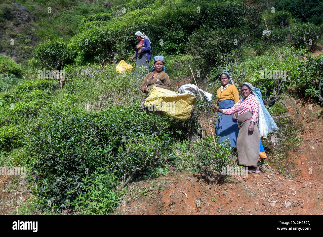 A group of Tamil tea pickers (pluckers) work on a steep hillside on a tea plantation in the ...