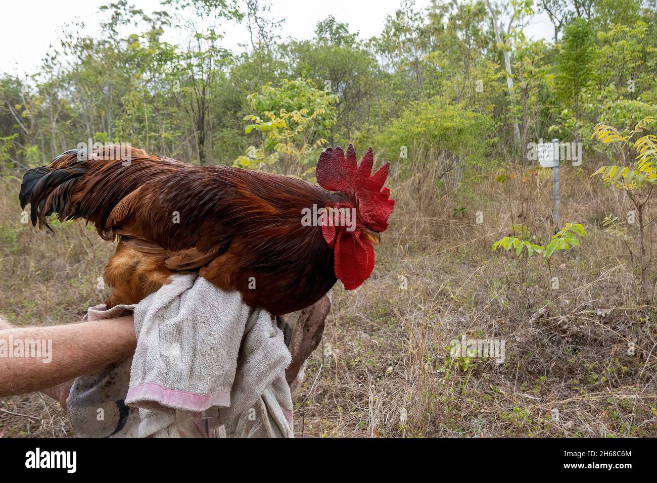 A hand holding a handsome rooster on an old towel with a bushland ...
