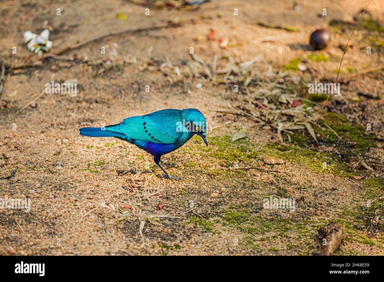 Blue Bird standing on the Ground Stock Photo - Alamy