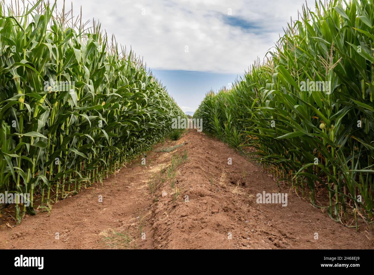 Naturalland hi-res stock photography and images - Alamy