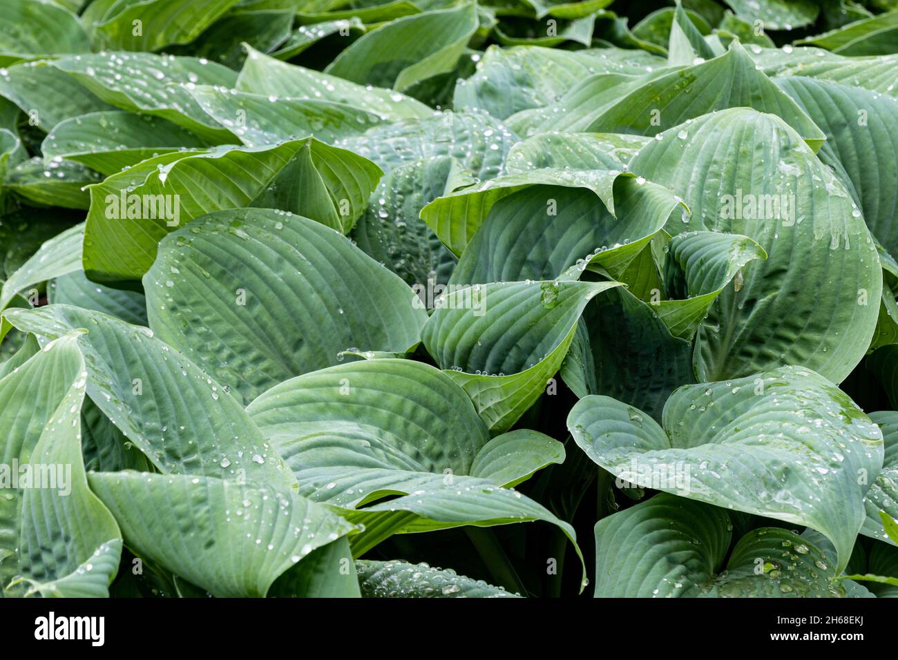 Hosta ground cover hi-res stock photography and images - Alamy