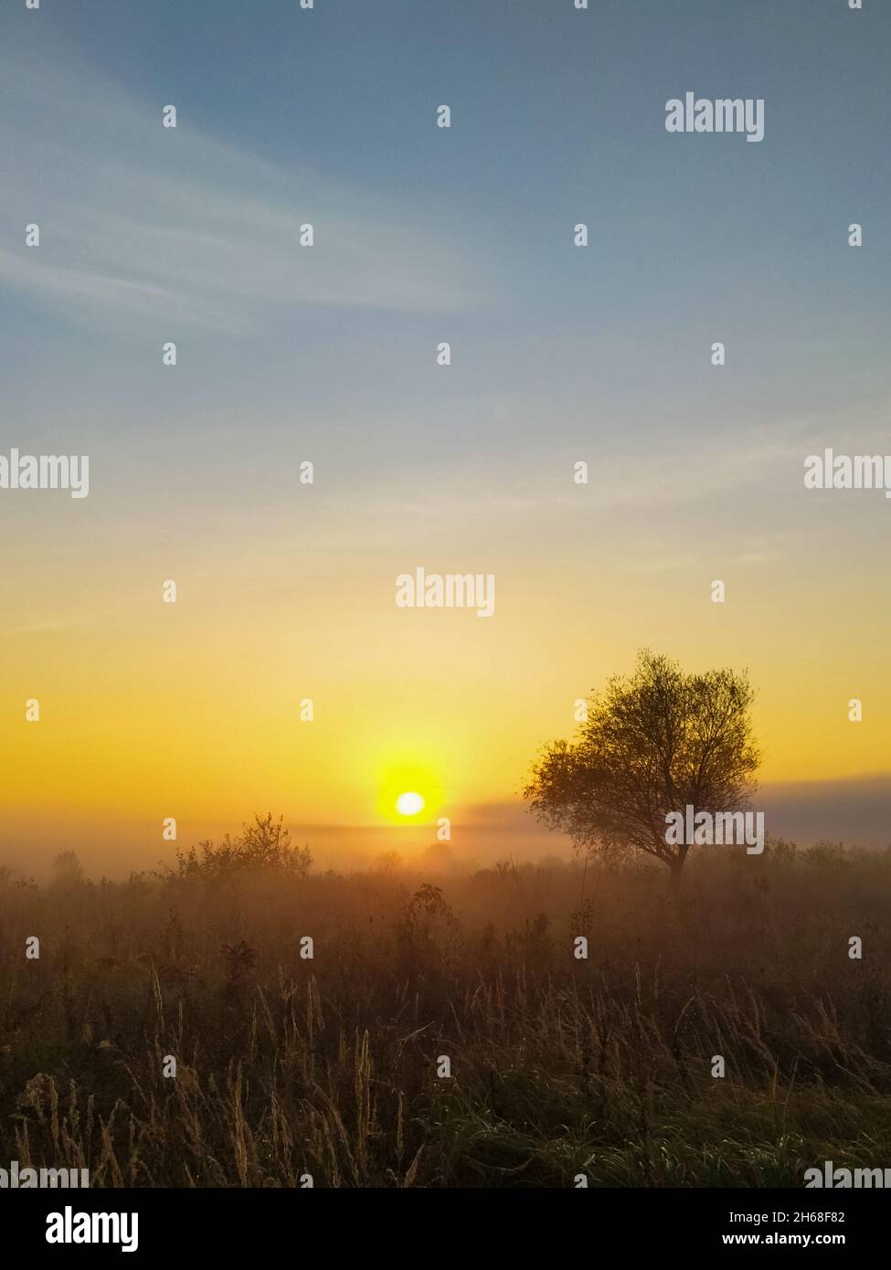 morning mist spreads in a meadow with high grass and sunrise Stock ...
