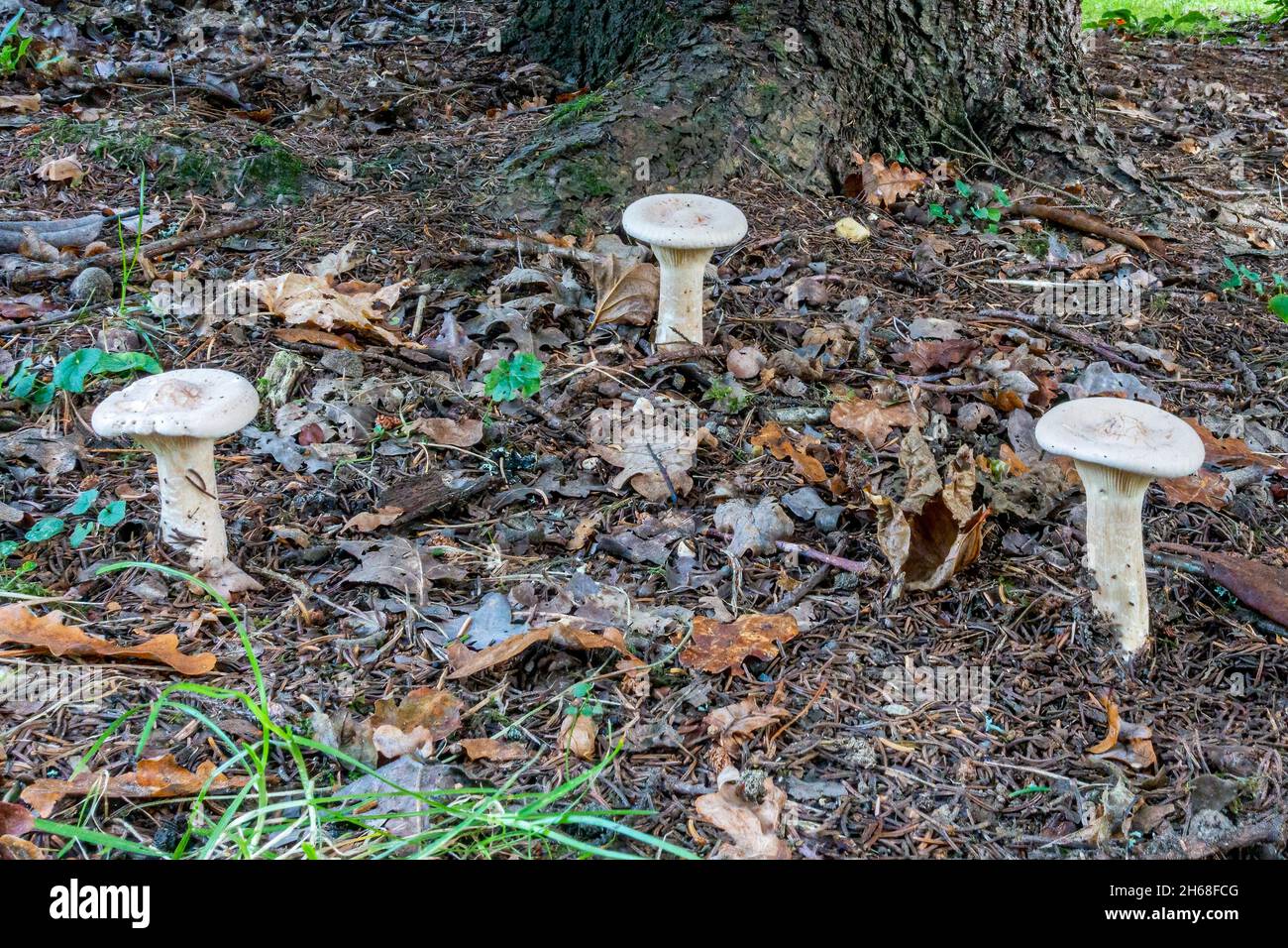 A triangular formation hi-res stock photography and images - Alamy