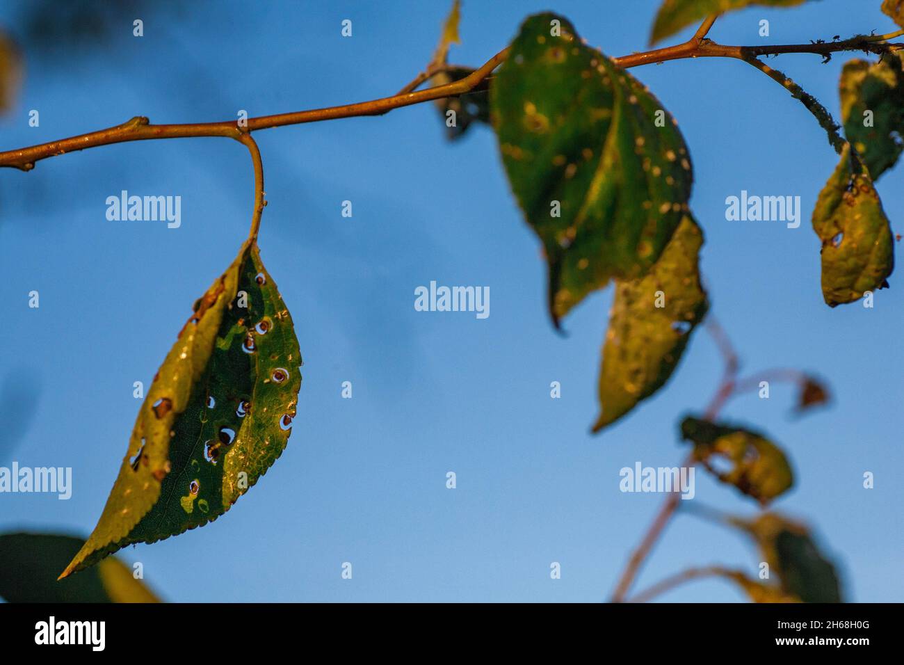 Aphids damaged leaf by pests and diseases. Aphidoidea colony damages ...